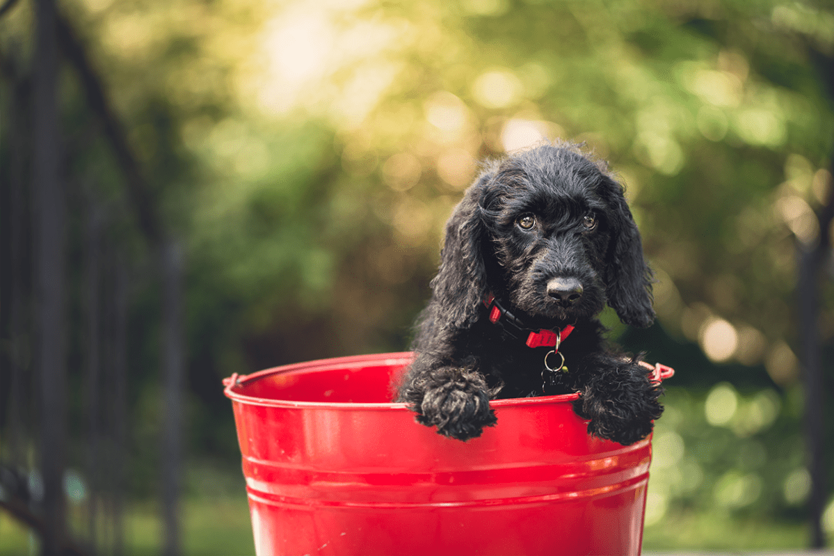 Happy Dog Country Clips and Kennels – Where pets love to stay while you ...